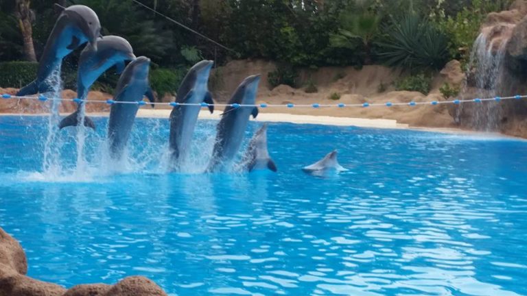 Loro Parque Review - Tenerife - MyBump2Baby