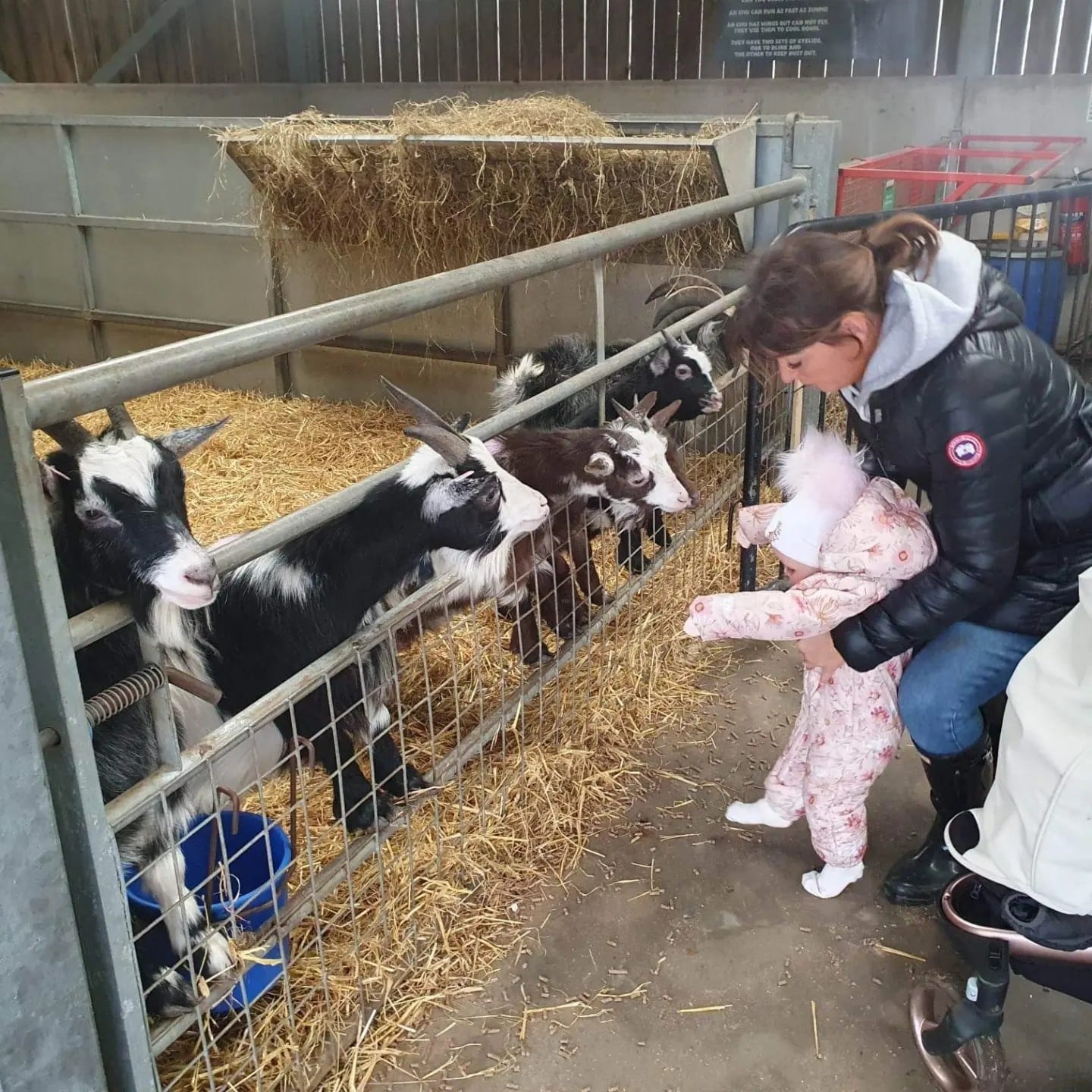 Thornton Hall Farm & Camping Review - Days Out in the UK - MyBump2Baby