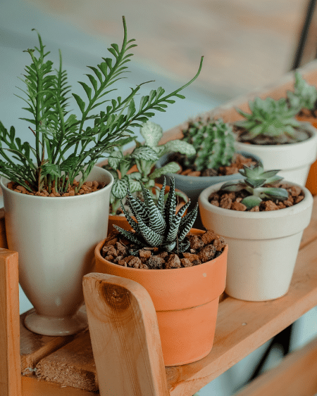 250+ Plant names for boys A-Z - MyBump2Baby