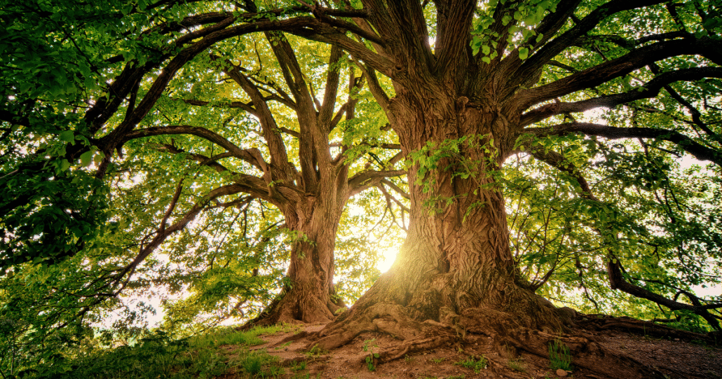 300 BEST Tree Baby Names - Baby Names - MyBump2Baby