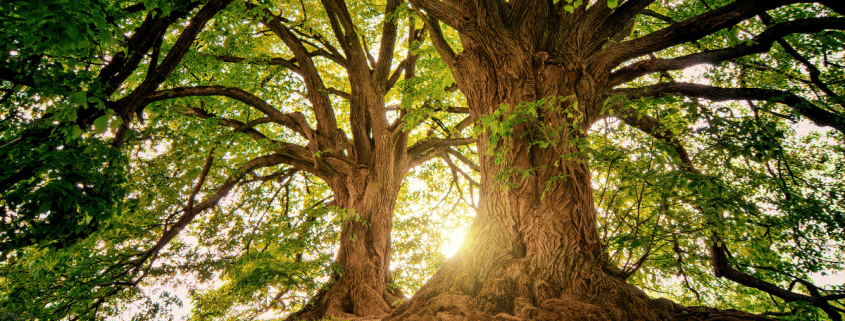 300 BEST Tree Baby Names - MyBump2Baby