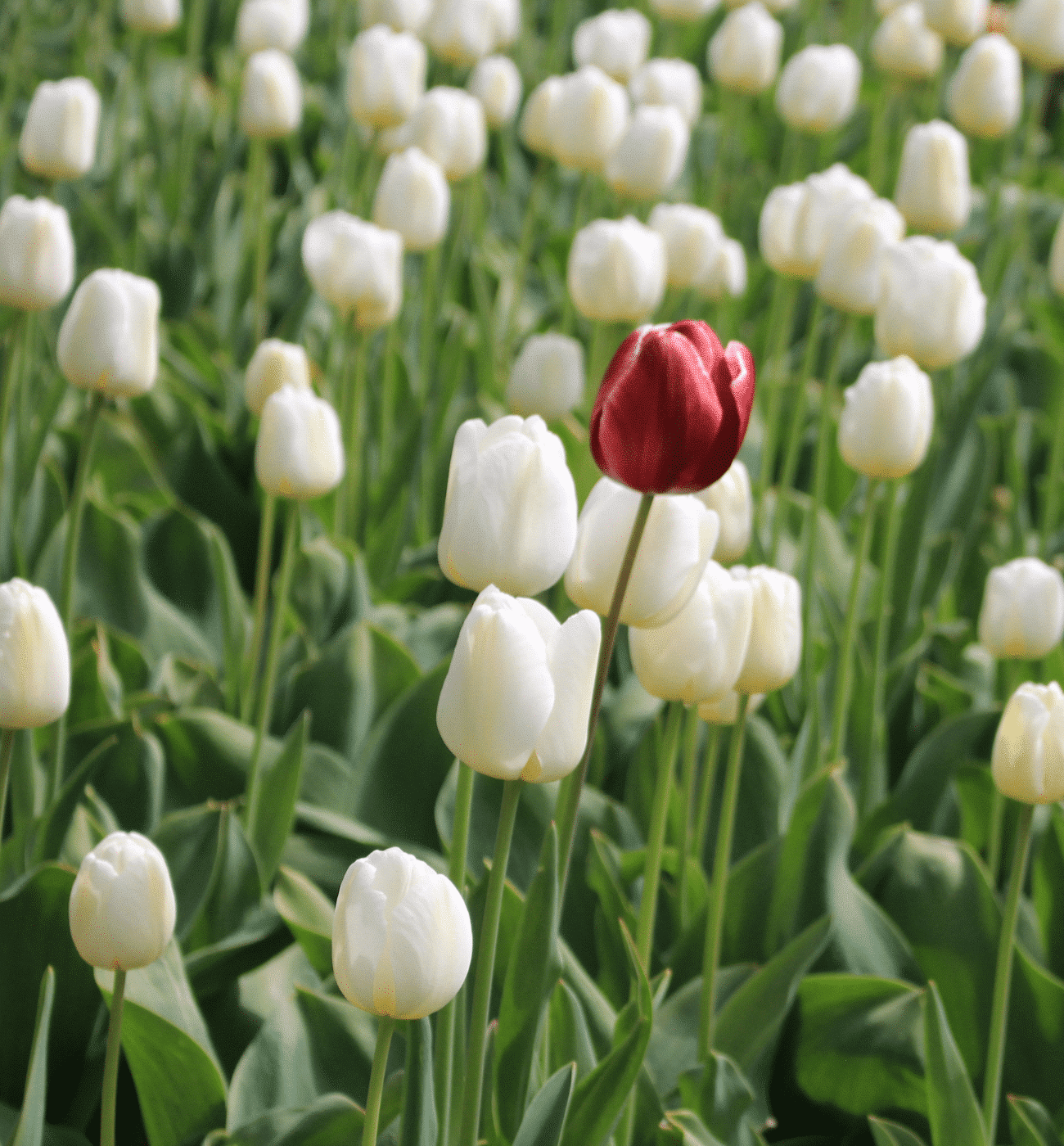 250 BEST Norwegian Girl's Names - Baby Names - MyBump2Baby