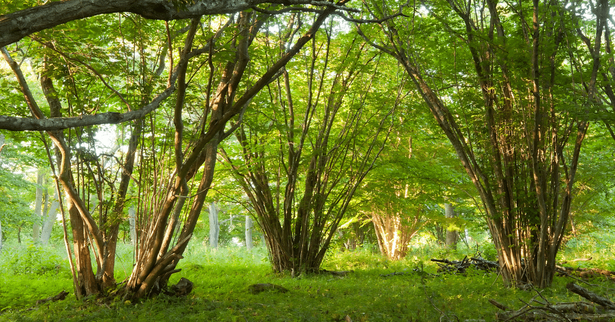 The Cutest Middle Names for Hazel - MyBump2Baby