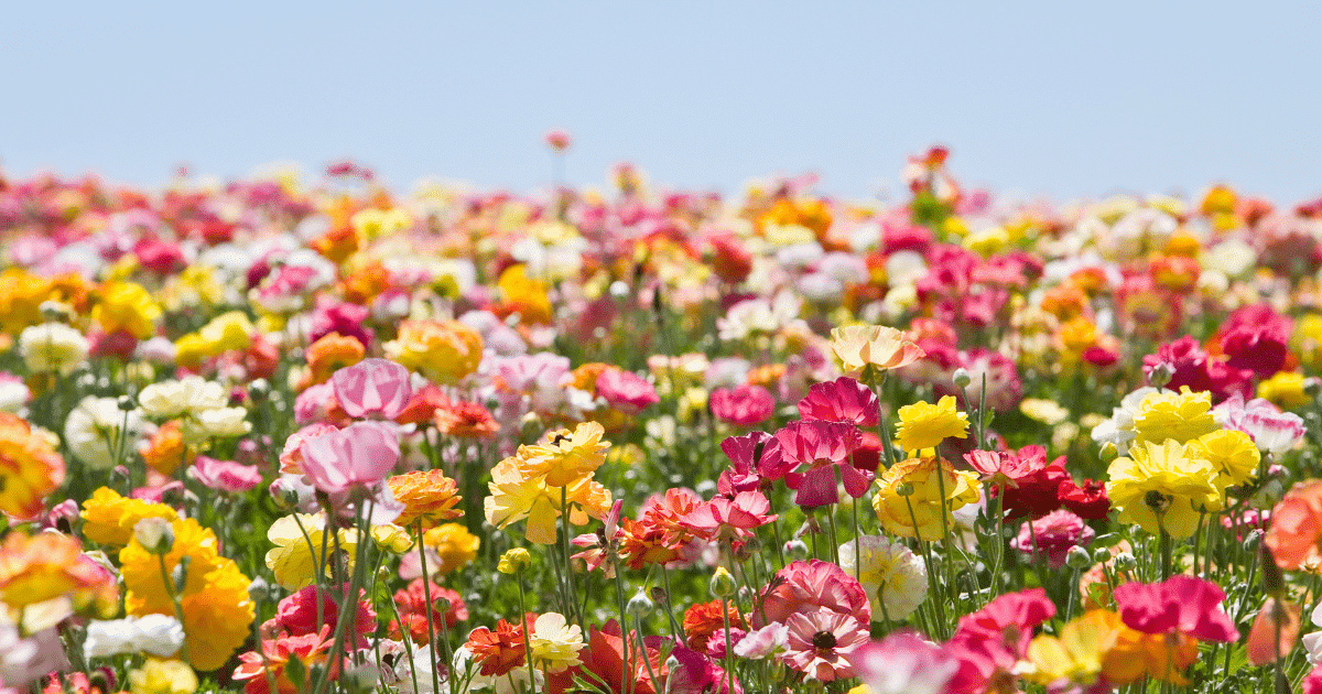 Floral Funnies: 190 Blooming Flower Puns - Jokes and Puns - MyBump2Baby