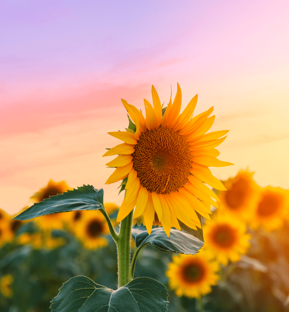 Floral Funnies: 190 Blooming Flower Puns - Jokes and Puns - MyBump2Baby