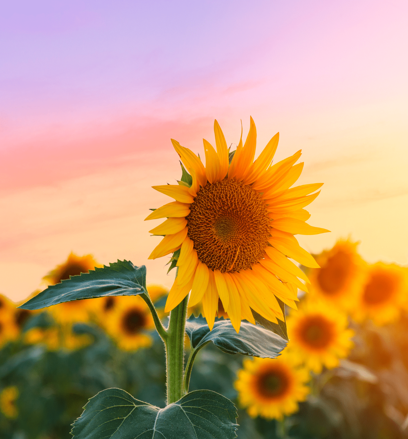 Floral Funnies: 190 Blooming Flower Puns - Jokes and Puns - MyBump2Baby