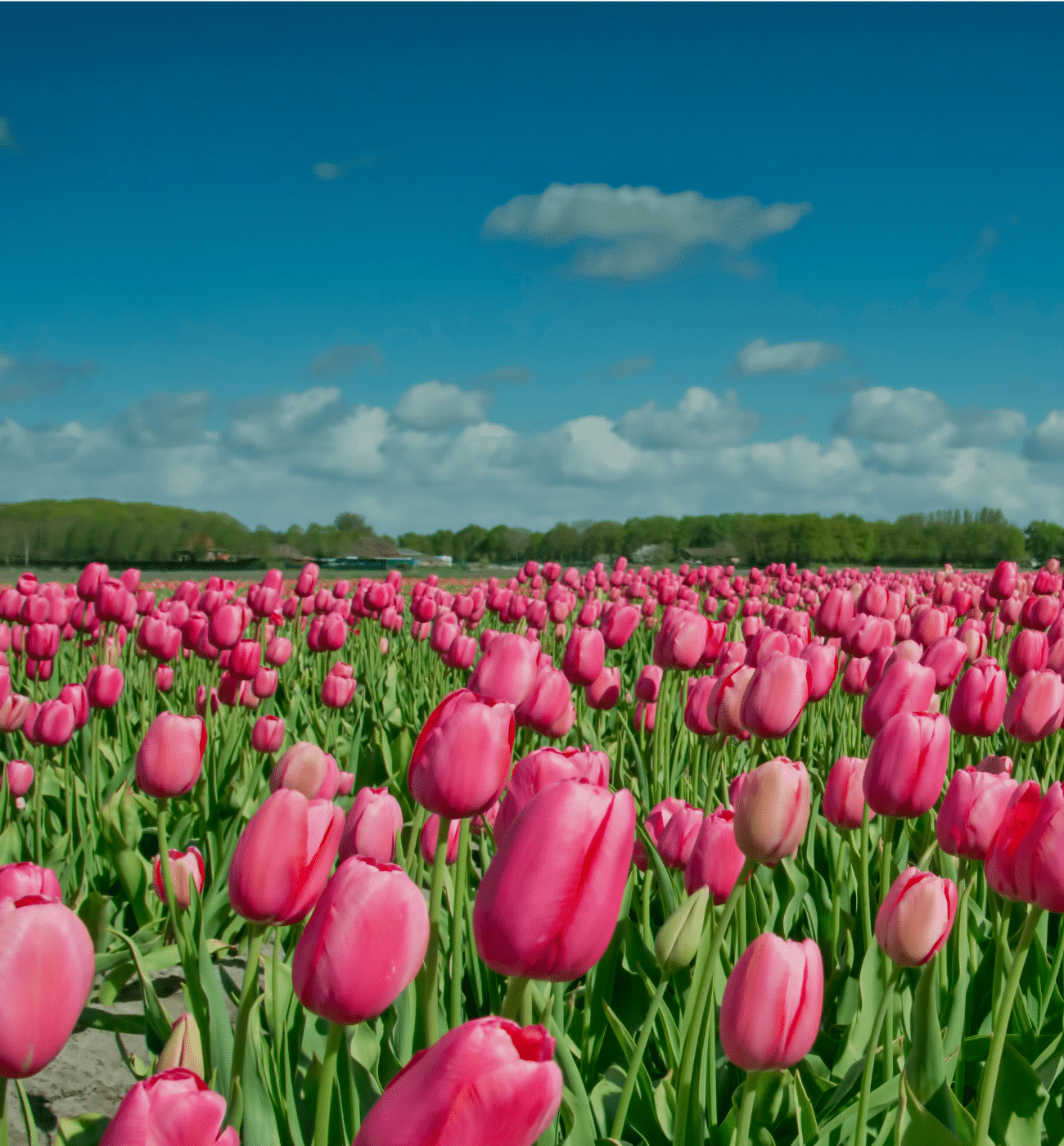 Floral Funnies: 190 Blooming Flower Puns - Jokes and Puns - MyBump2Baby